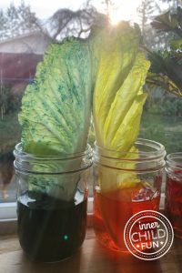 Simple Spring Science Projects for Kids - Inner Child Fun